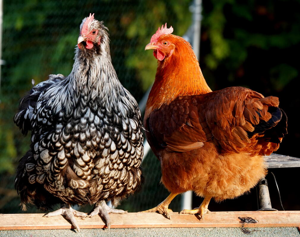Poule Cochin For Sale | Poules | Informations sur les races | omlet