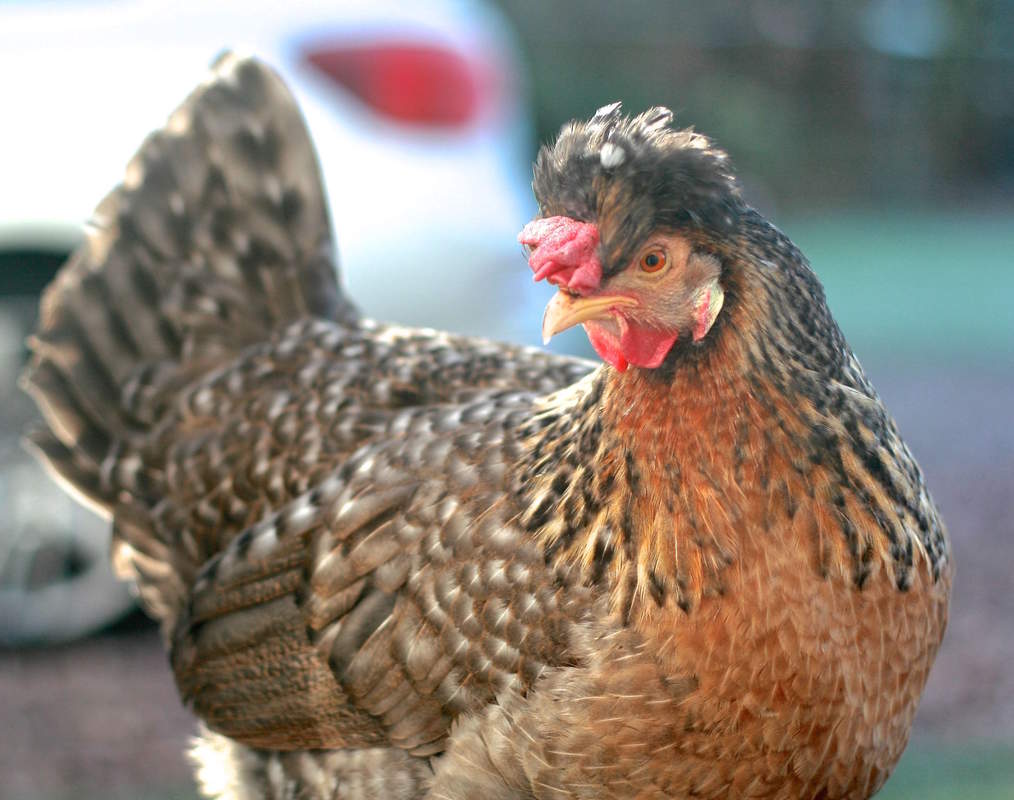 Araucana For Sale | Poules | Informations sur les races | Omlet