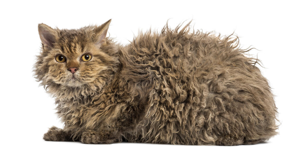 Selkirk Rex | Chats | Informations sur les races | Omlet