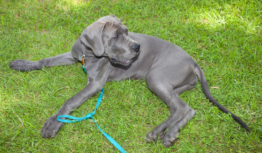 Chien Dogue allemand | Races de chiens