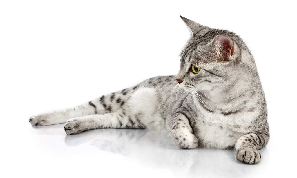 Chat Mau égyptien | Races de chat