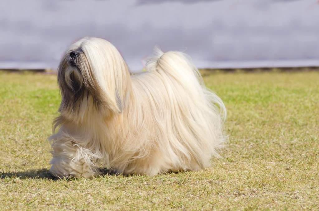 Lhassa Apso | Chiens | Informations sur les races | Omlet