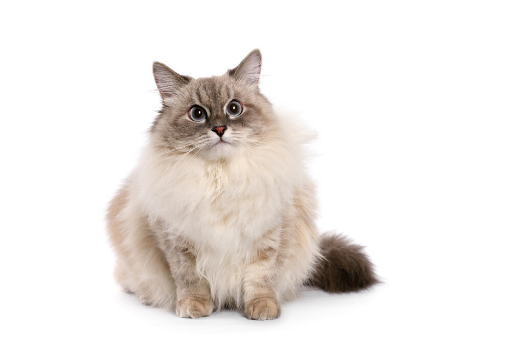 Chat Neva Masquerade | Races de chat