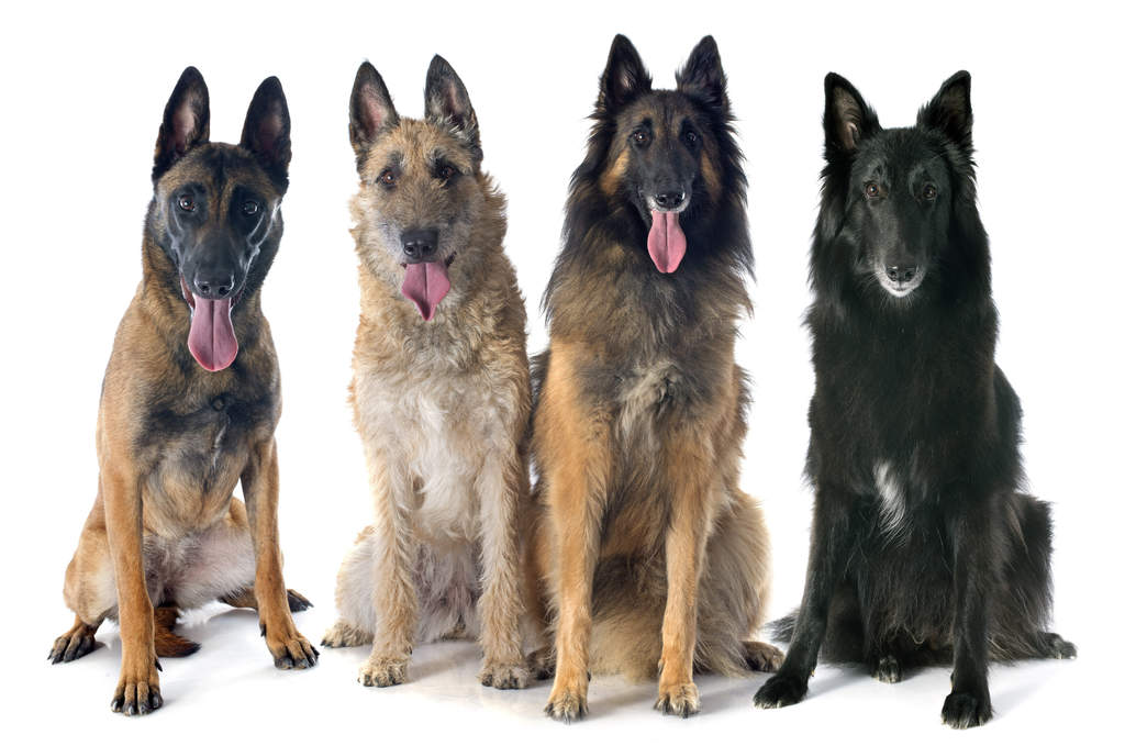 Chien Berger belge Groenendael