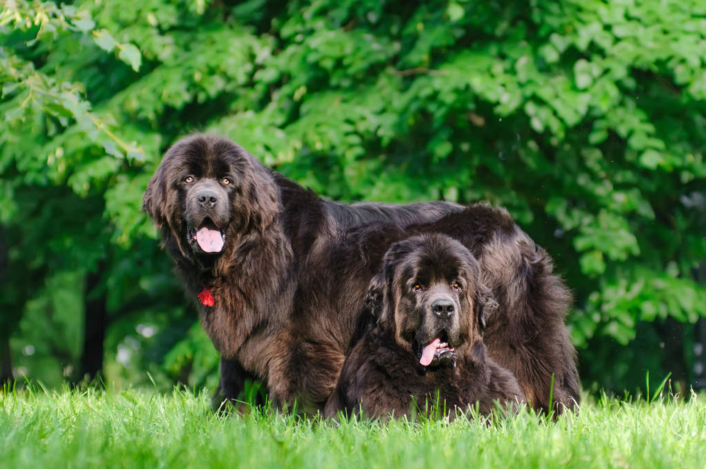 Chien Terre-Neuve | Races de chiens