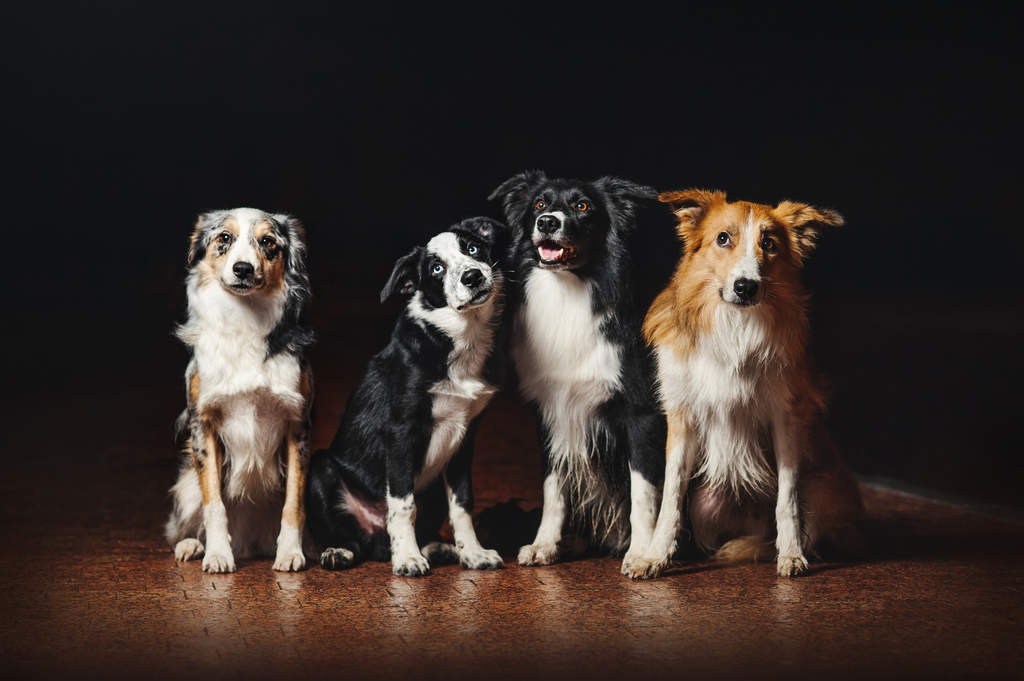 Chien Border collie | Races de chiens