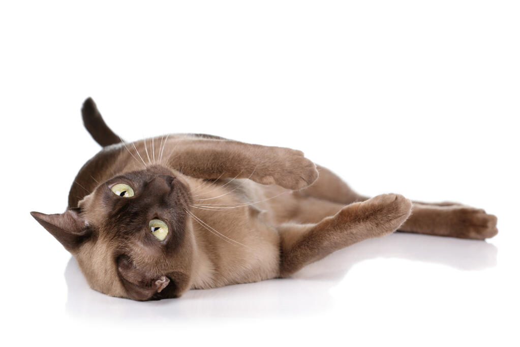 Burmese Chats
