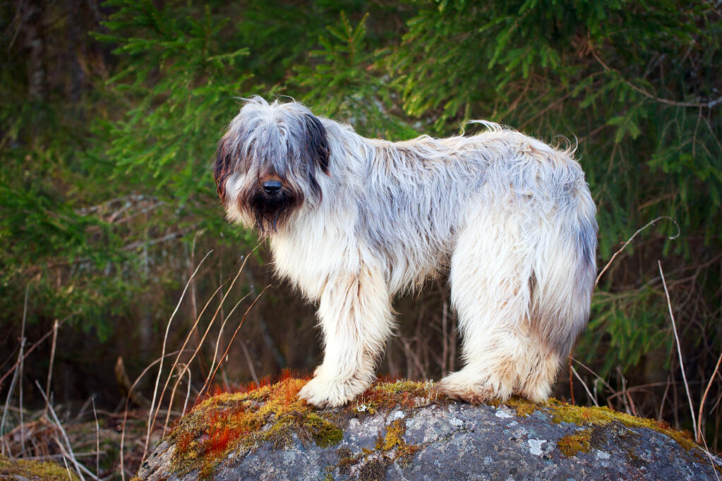 Briard Chiens