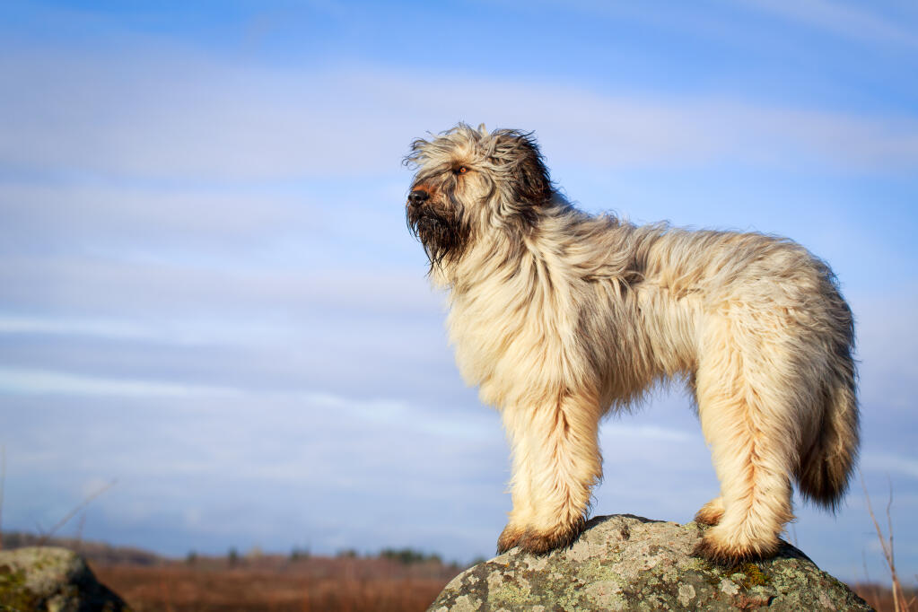 Briard Chiens