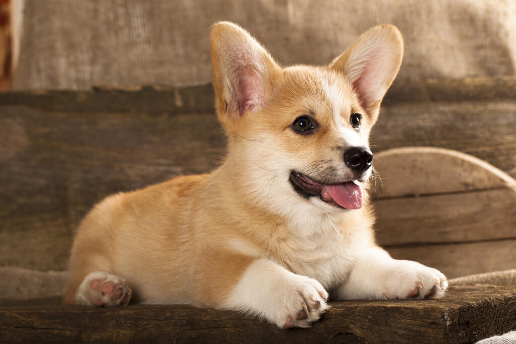 Chien Welsh Corgi Cardigan