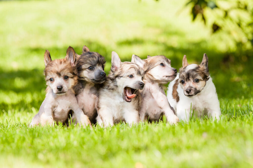 Chien chinois à crête | Races de chiens