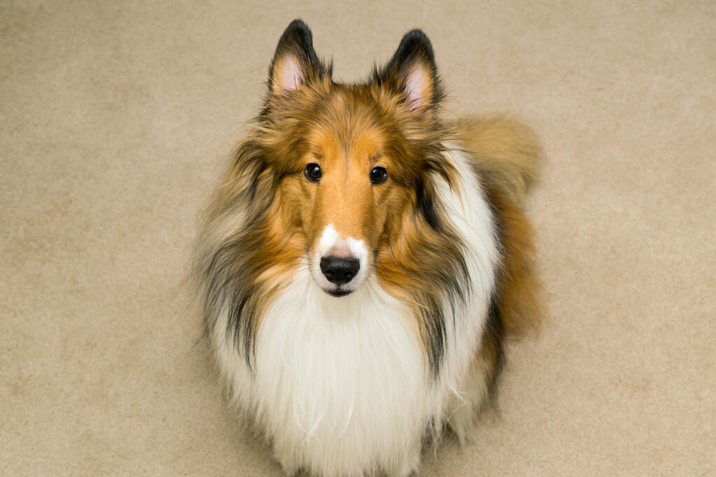 Chien Colley à poil long | Races de chiens