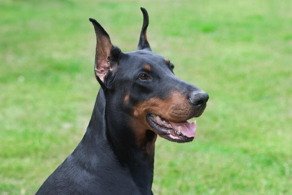 Chien Dobermann