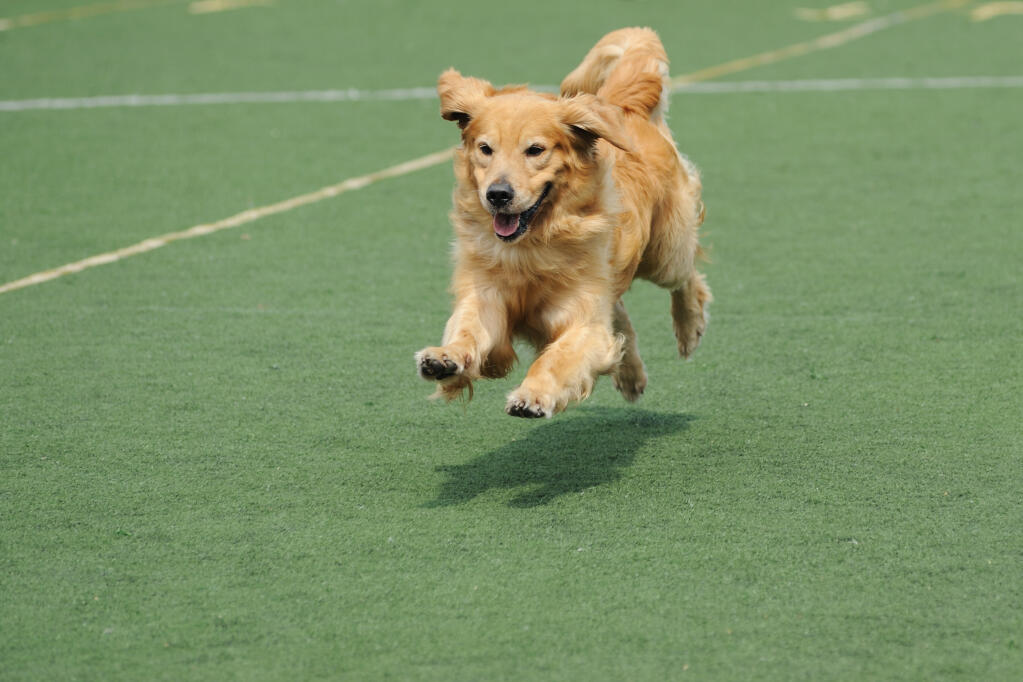 Chien Golden retriever | Races de chiens