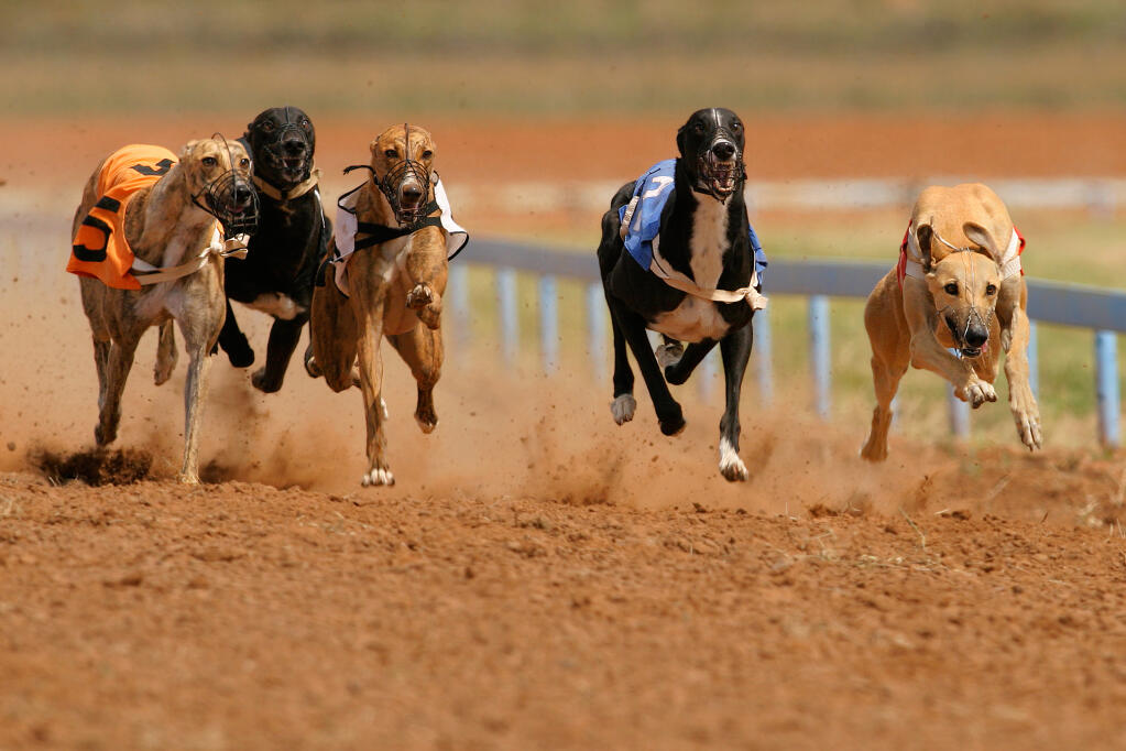 Chien Greyhound ou lévrier anglais | Races de chiens