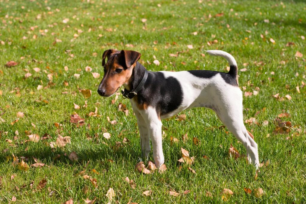 Chien Fox-terrier à poil lisse | Races de chiens