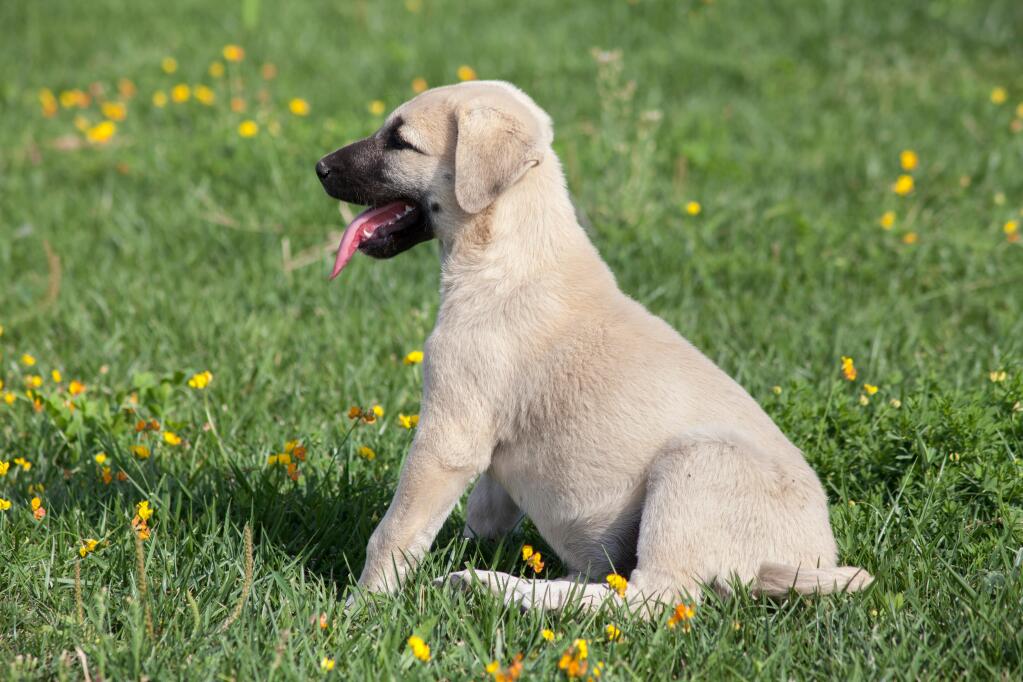 Chien Kangal | Races de chiens