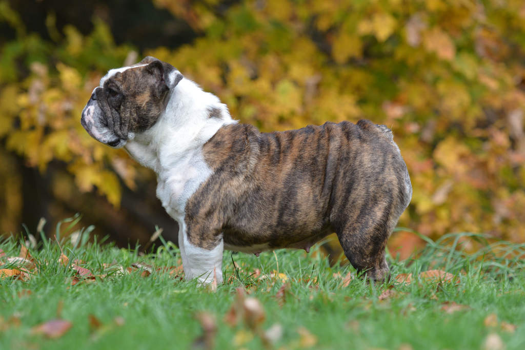 Chien Bulldog anglais