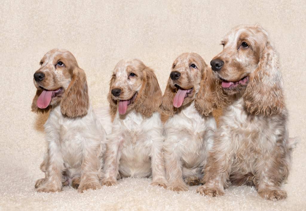 Chien Cocker spaniel anglais | Races de chiens