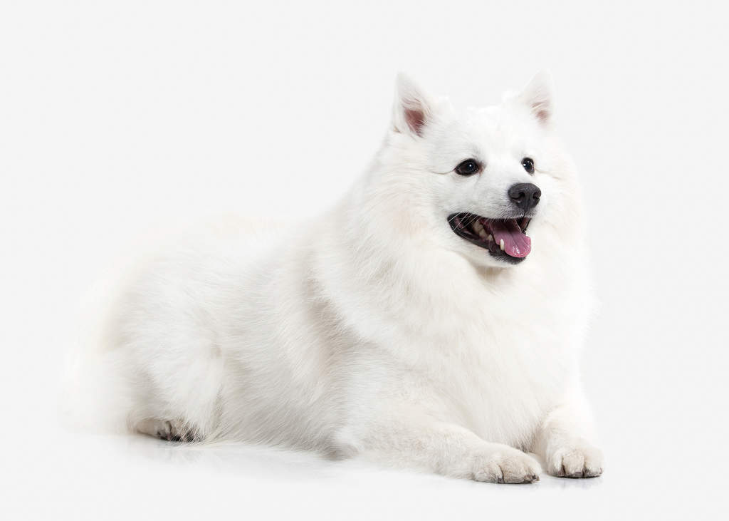 Spitz japonais | Chiens | Informations sur les races | Omlet