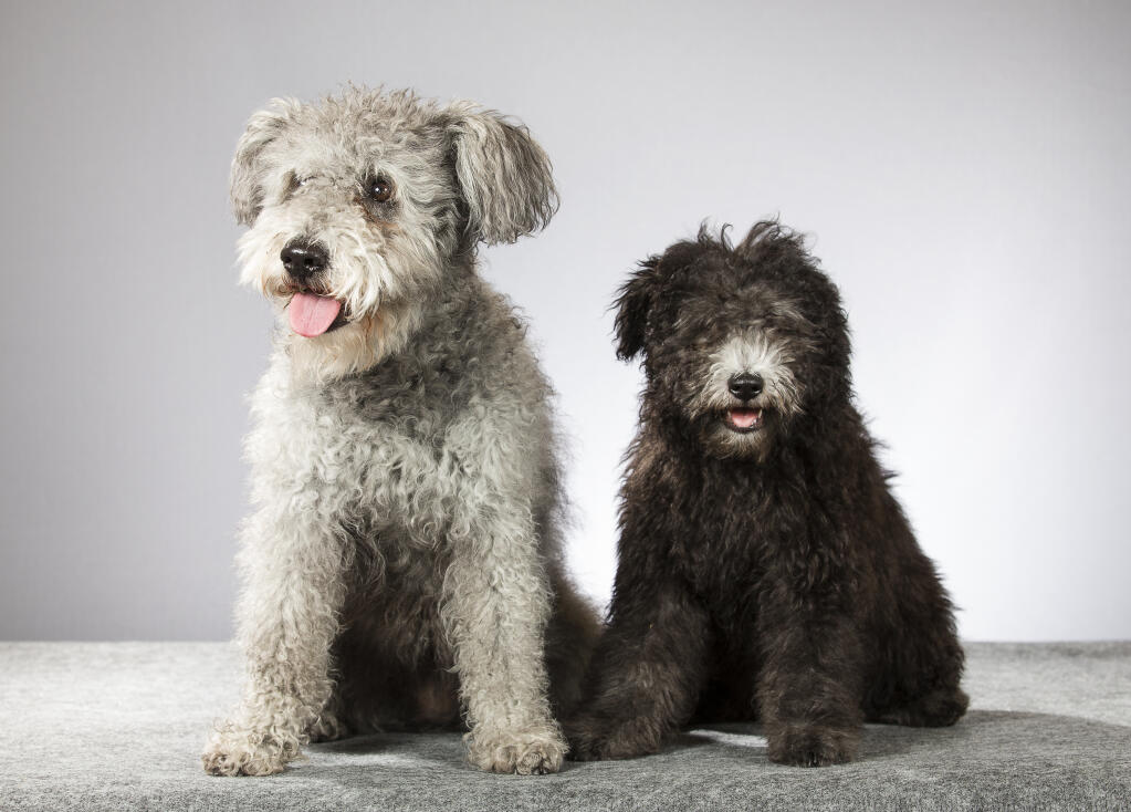 Chien Pumi | Races de chiens
