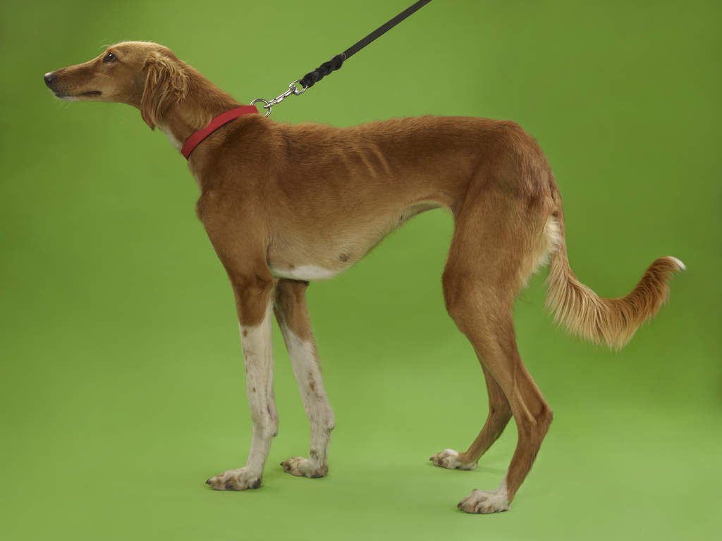 Chien Greyhound ou lévrier anglais