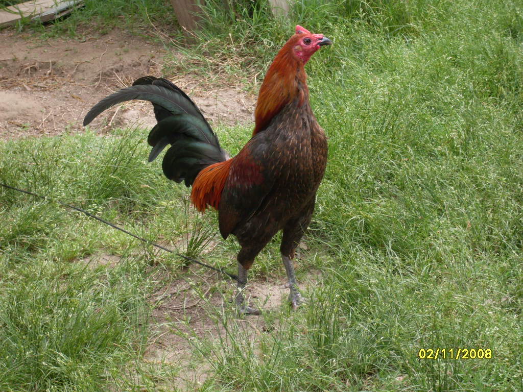 Combattant anglais ancien For Sale | Poules | Informations sur les ...