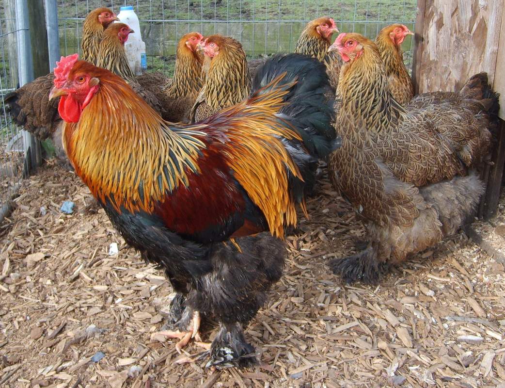 Brahma For Sale | Poules | Informations sur les races | Omlet