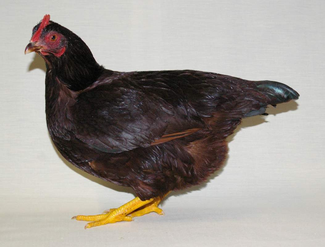 Rhode Island rouge For Sale | Poules | Informations sur les races | Omlet