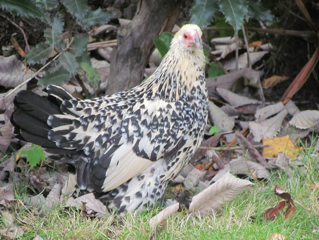 Sabelpoot For Sale | Poules | Informations sur les races | Omlet