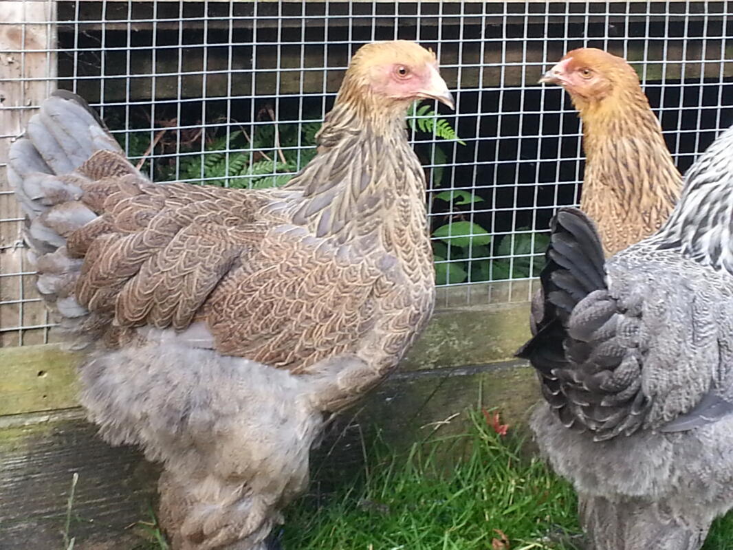 Brahma For Sale | Poules | Informations sur les races | Omlet