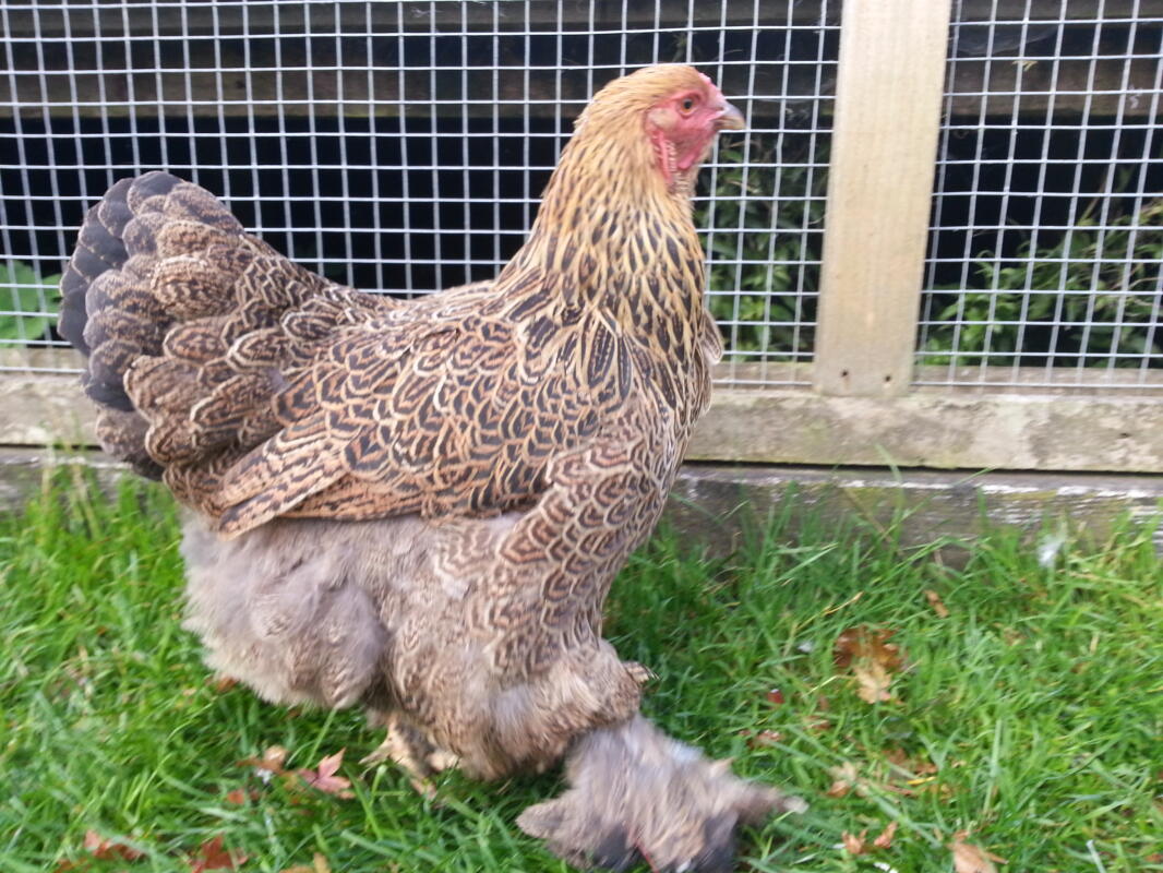 Brahma For Sale | Poules | Informations sur les races | Omlet