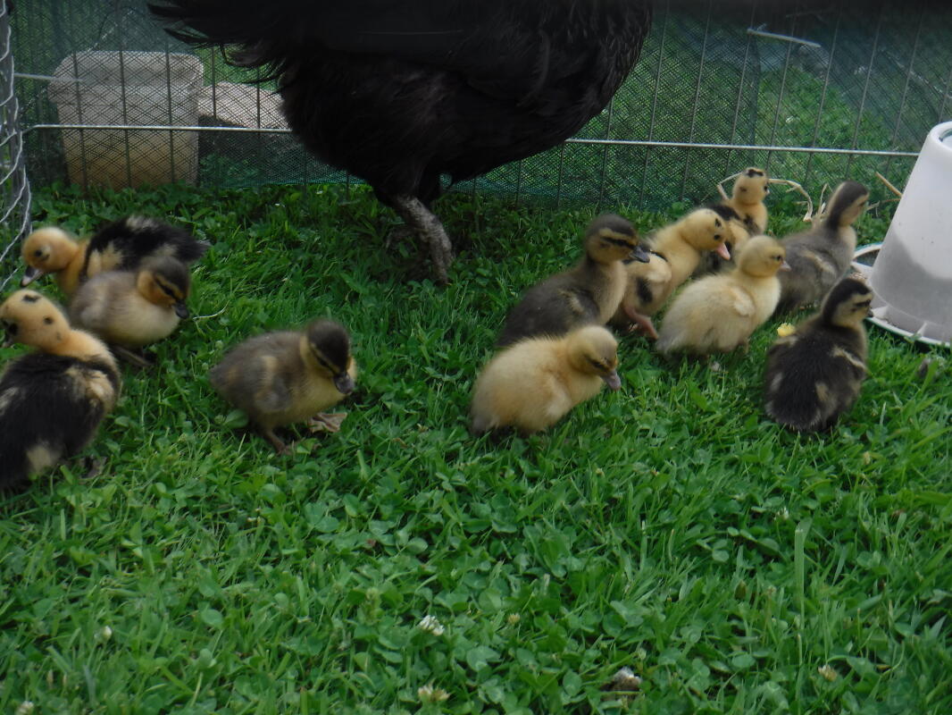 Canard mignon | Canards | Informations sur les races | Omlet