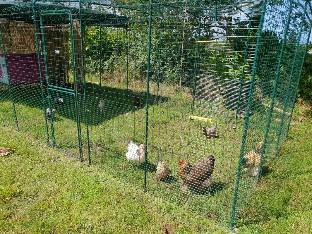 Grand Enclos pour Poules | Vaste Enclos Extérieur pour Poules
