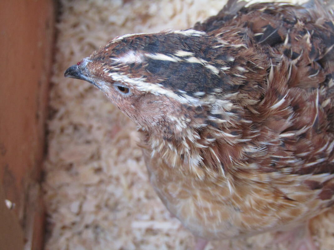 Cailles | Guide | Omlet France