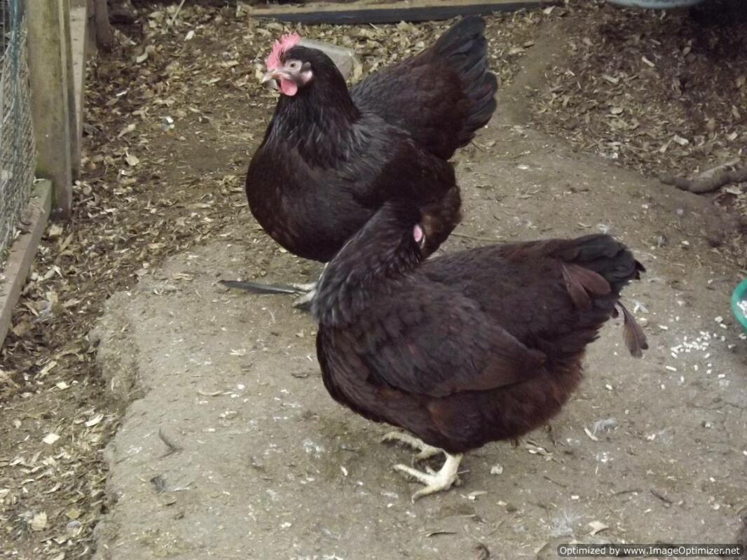 Rhode Island rouge For Sale | Poules | Informations sur les races | Omlet