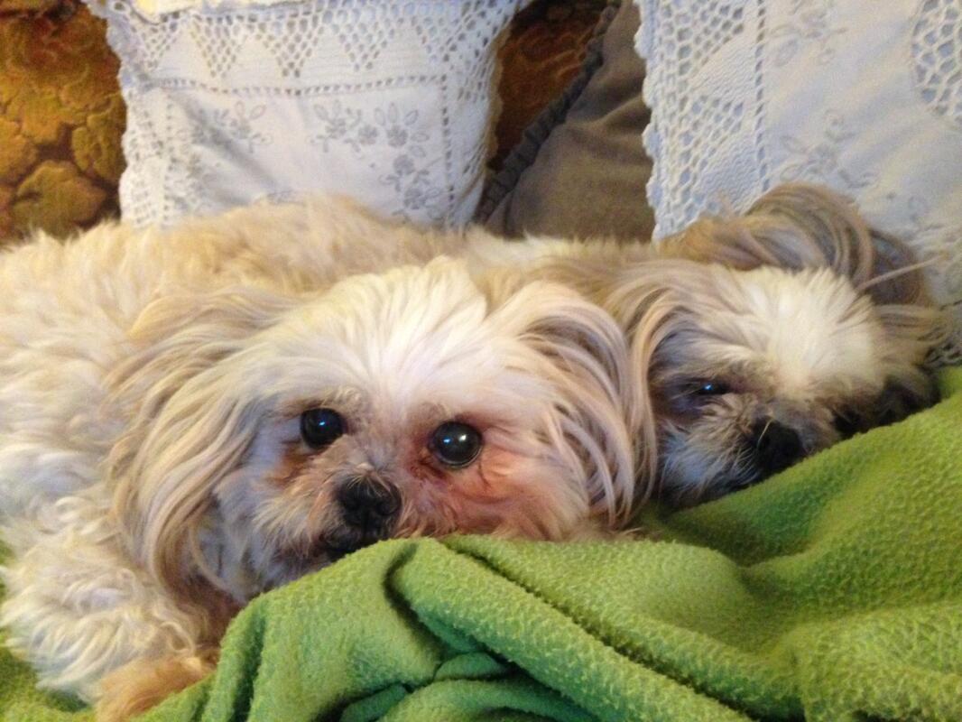 Shih tzu | Chiens | Informations sur les races | Omlet