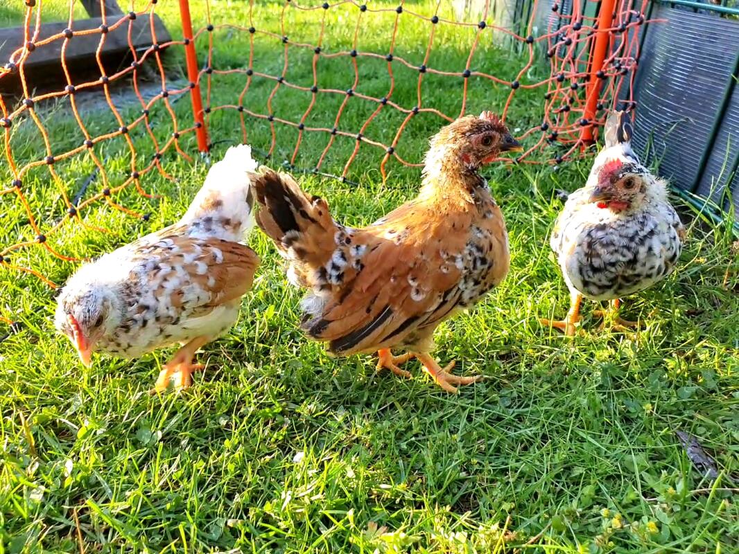 Chabo For Sale | Poules | Informations sur les races | Omlet