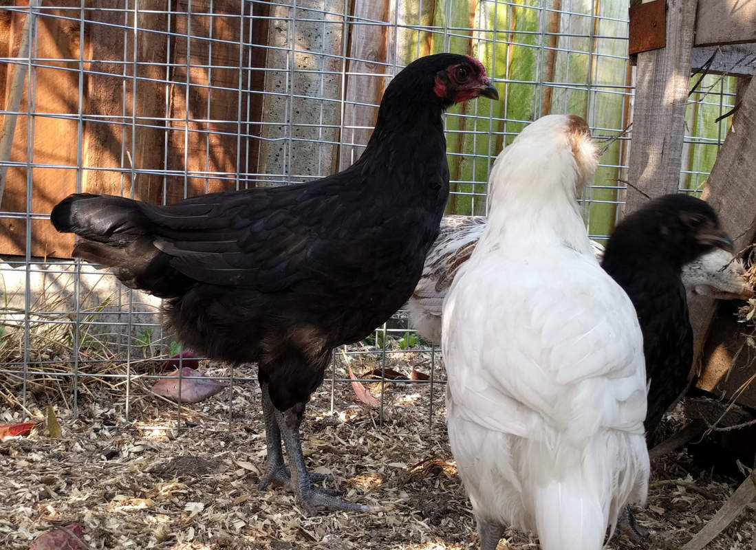 Araucana For Sale | Poules | Informations sur les races | Omlet