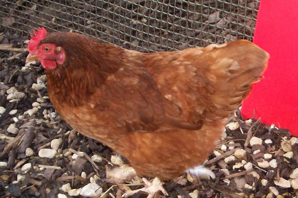 Rhode Island rouge For Sale | Poules | Informations sur les races | Omlet