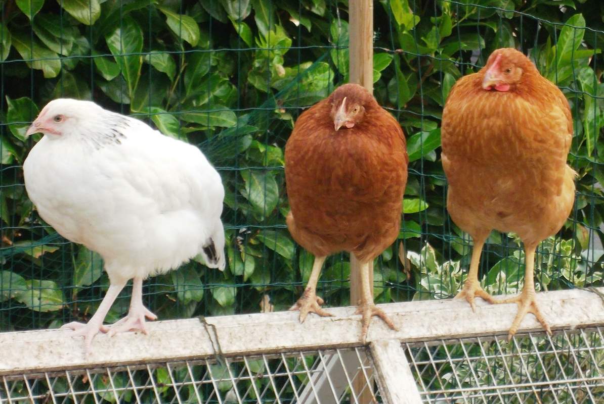 Poules | Guide | Omlet France