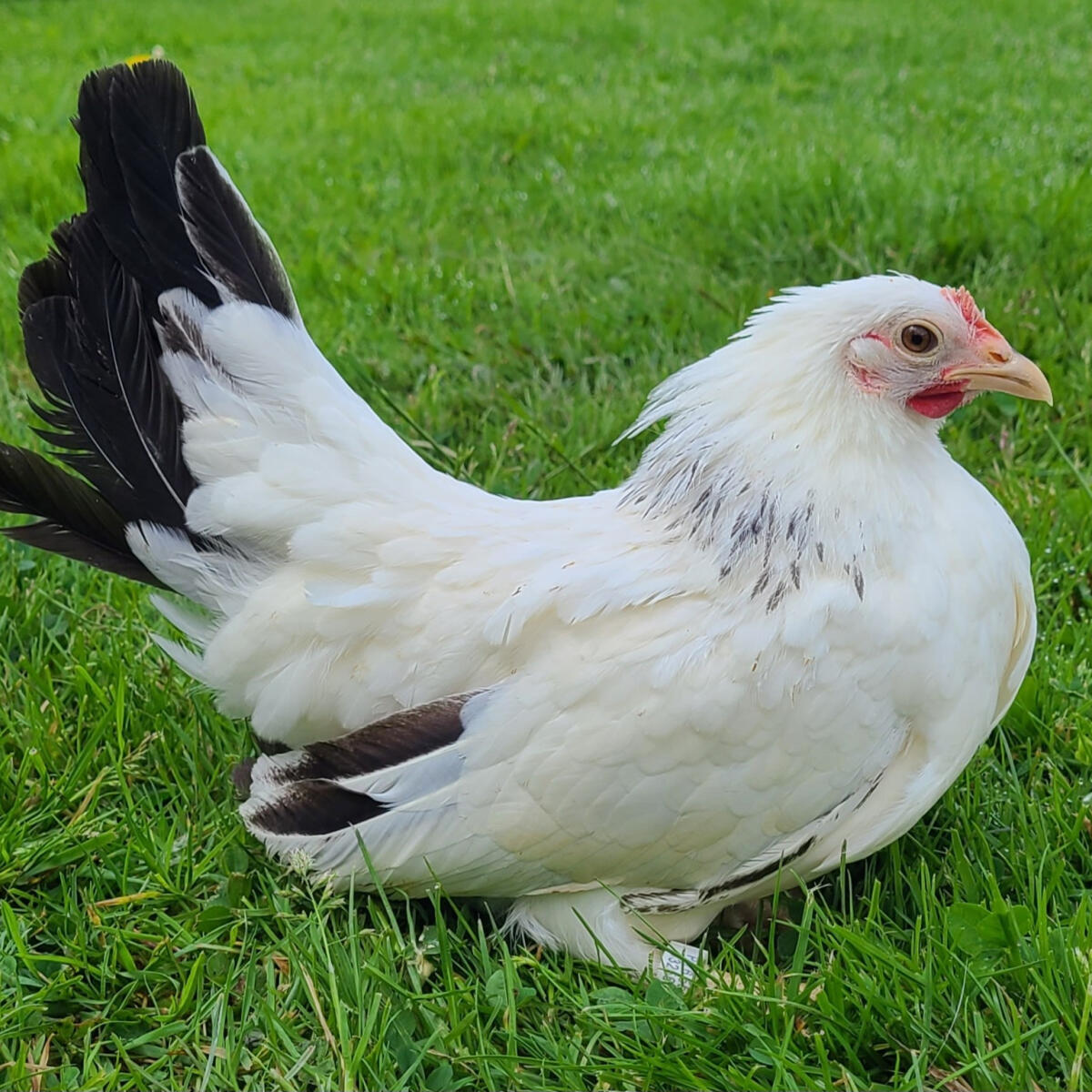 Poule Chabo | Chabo For Sale | Races de Poules