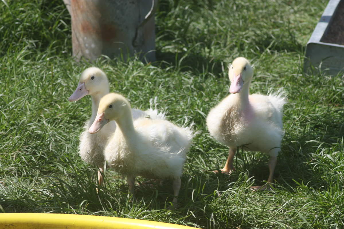 Canard d'Aylesbury | Canards | Informations sur les races | Omlet