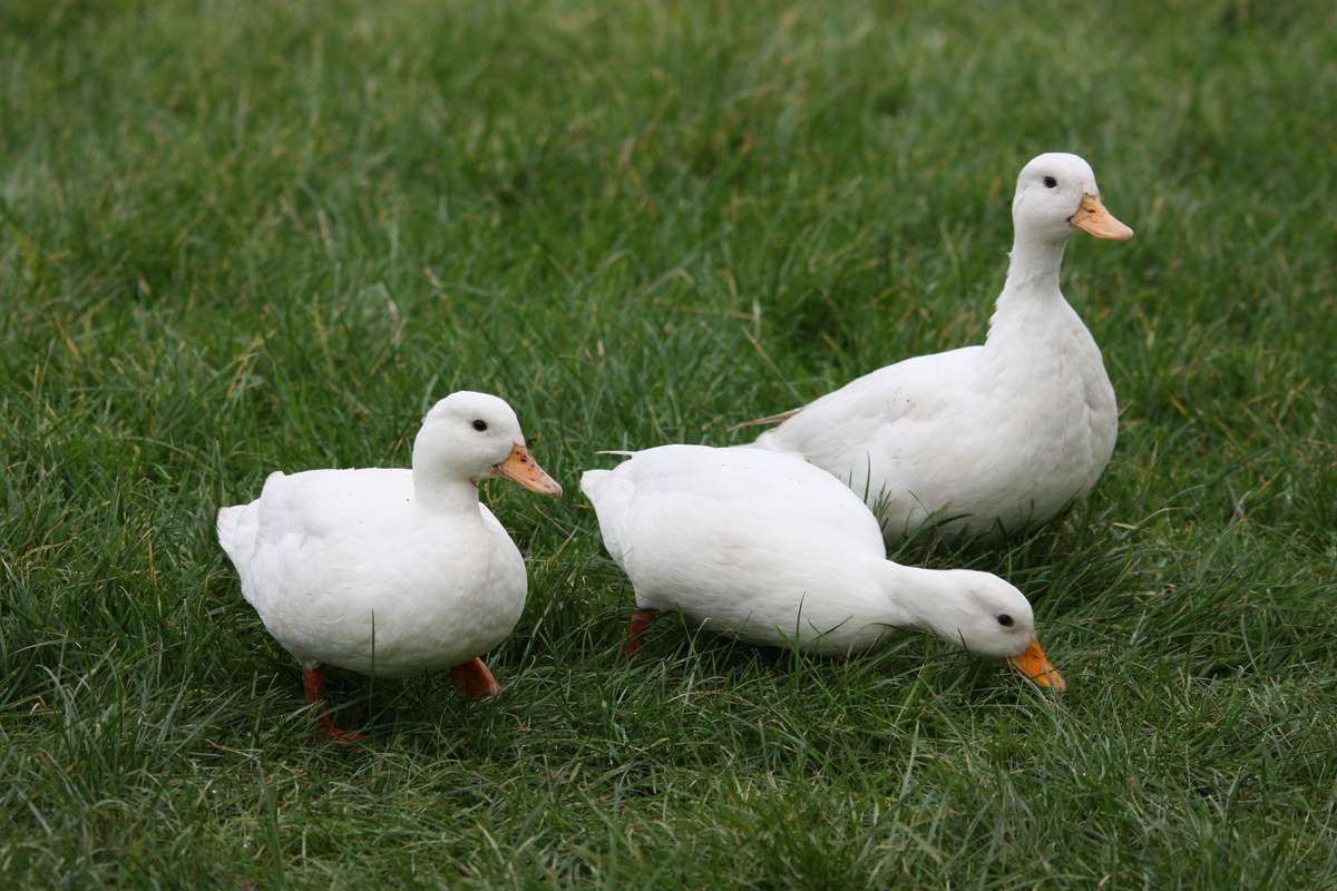 Canard mignon | Canards | Informations sur les races | Omlet