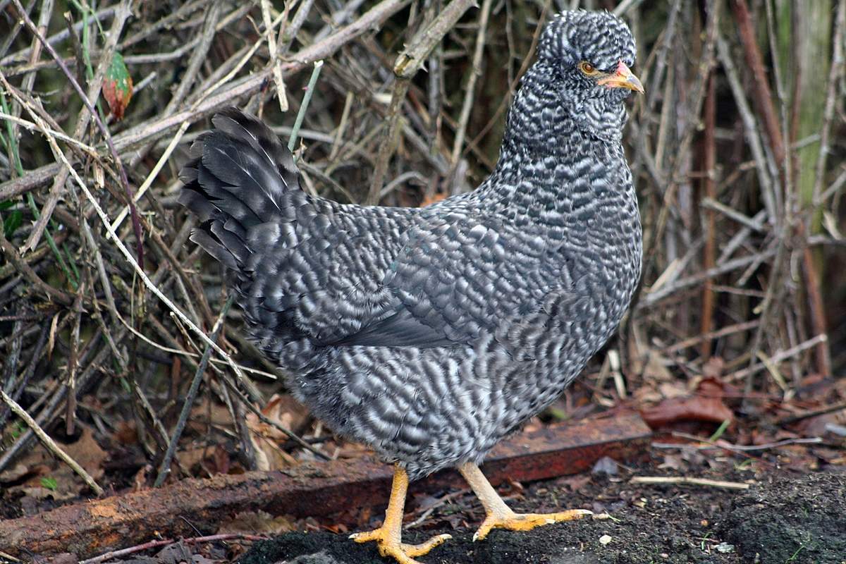 Araucana For Sale | Poules | Informations sur les races | Omlet