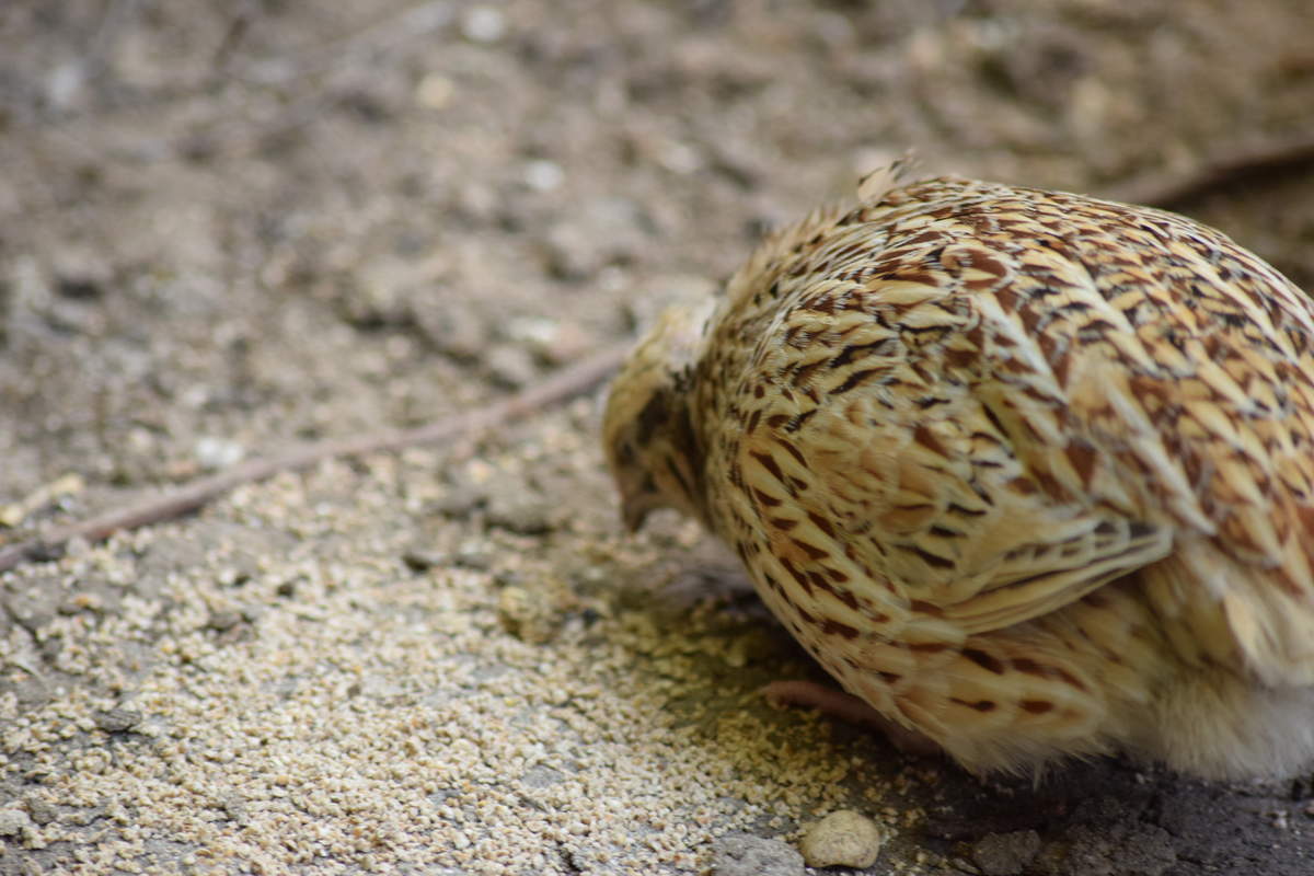 Cailles | Guide | Omlet France