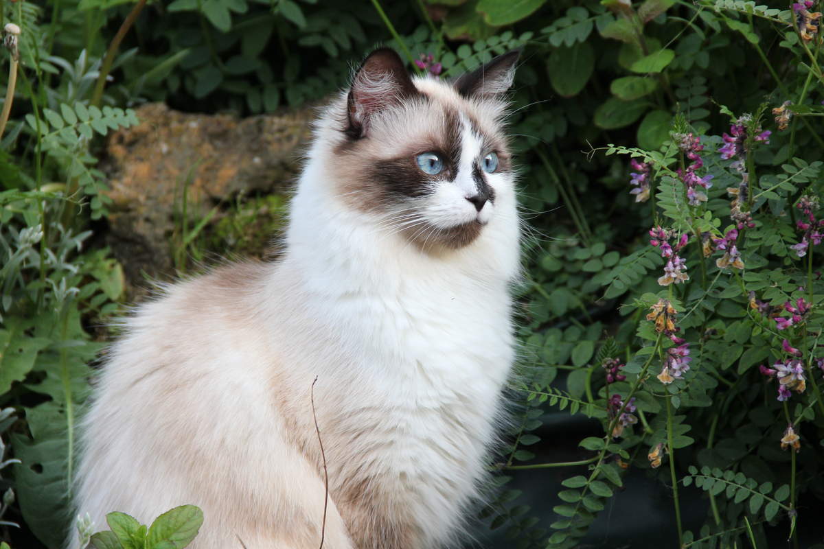 Ragdoll | Chats | Informations sur les races | Omlet
