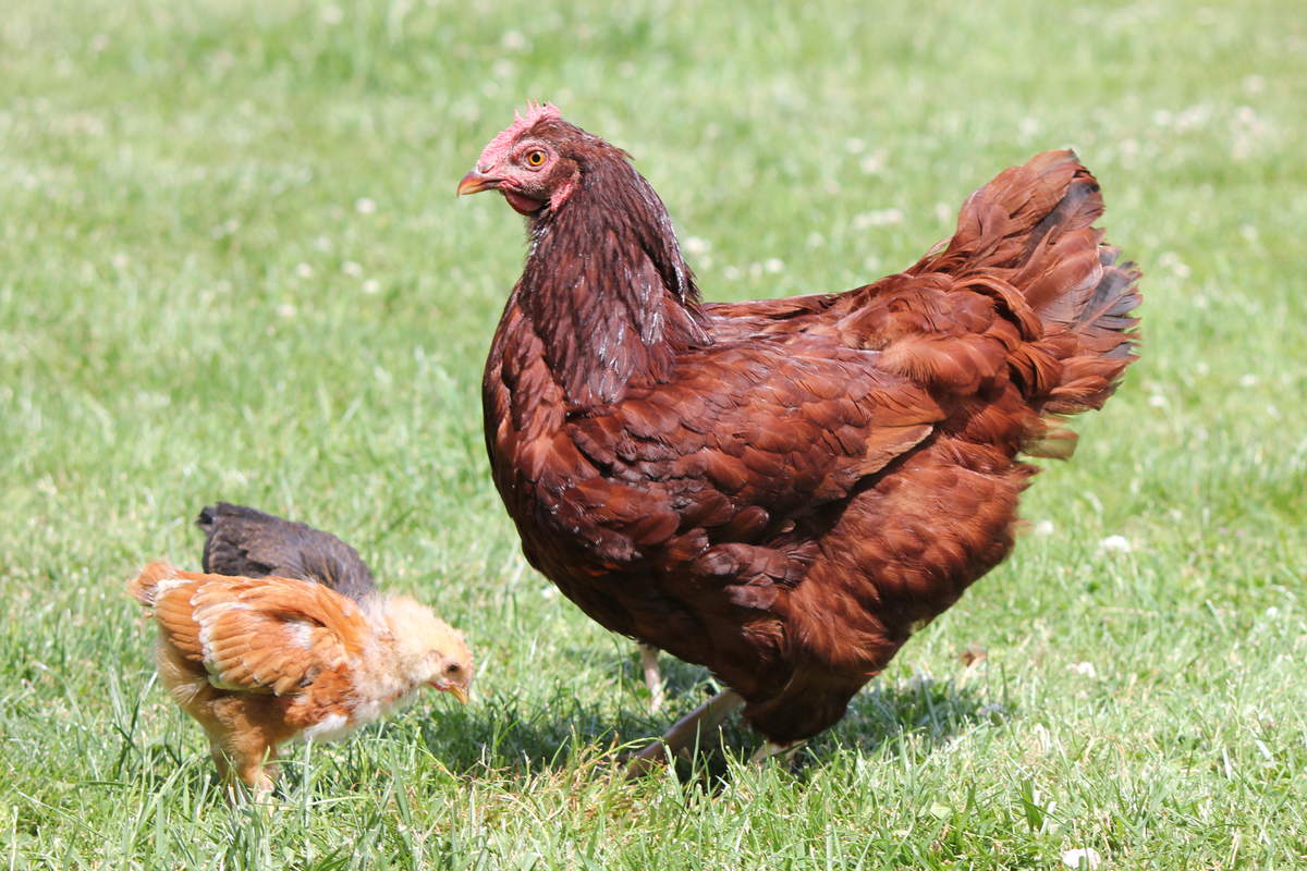 Rhode Island rouge For Sale | Poules | Informations sur les races | Omlet