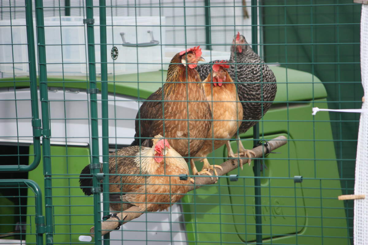 Grand Enclos pour Poules | Vaste Enclos Extérieur pour Poules