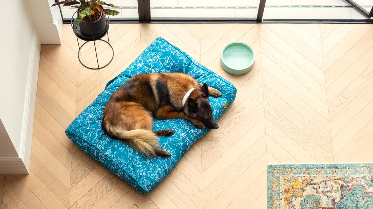 Coussin pour chien | Omlet